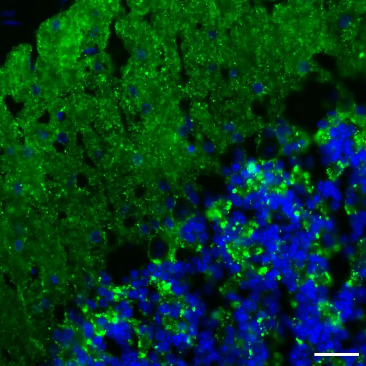 Synaptophysin Antibody, anti-mouse, REAdye_lease™ | Miltenyi Biotec | USA