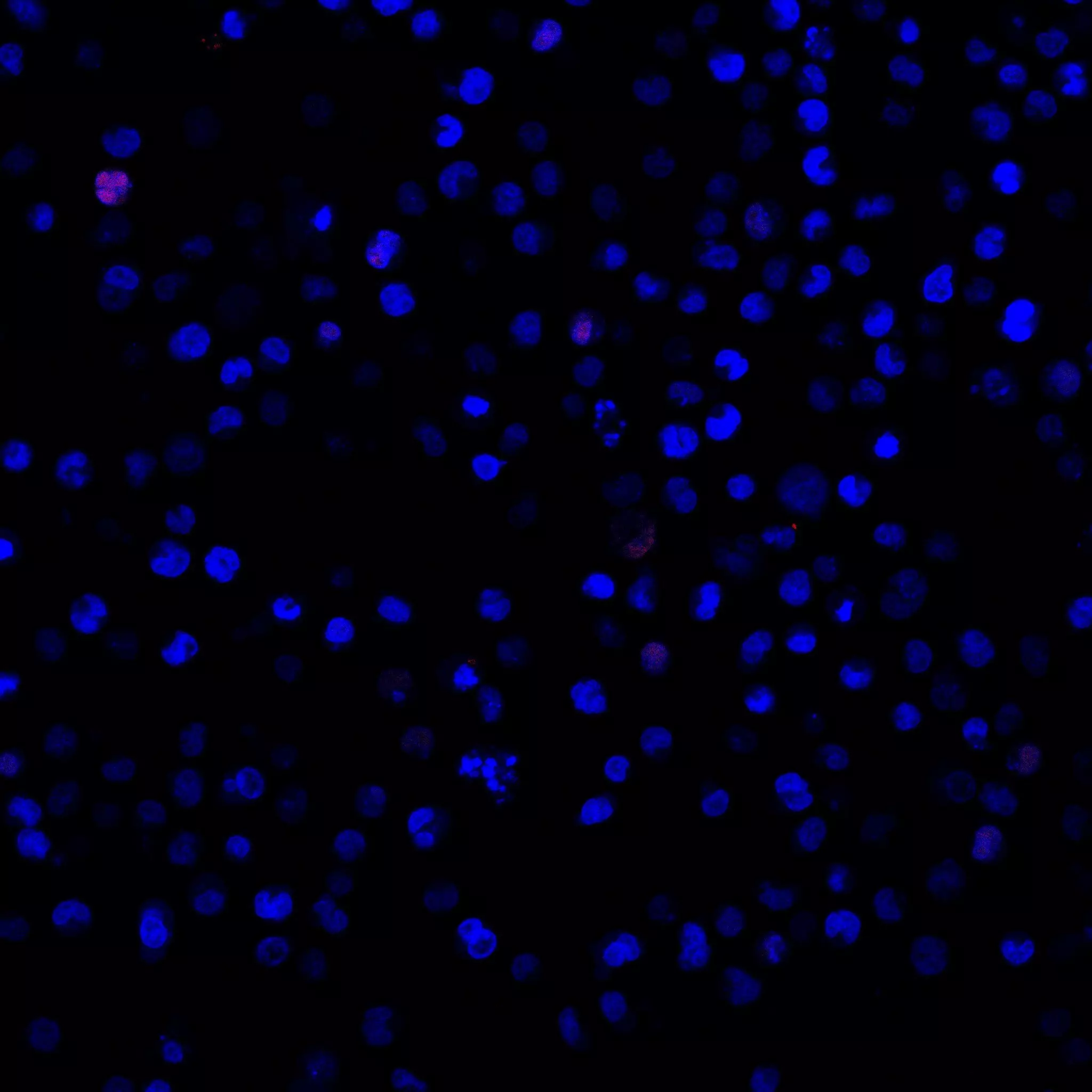 CD185 (CXCR5) Antibody, anti-human, REAlease® | Miltenyi Biotec | USA