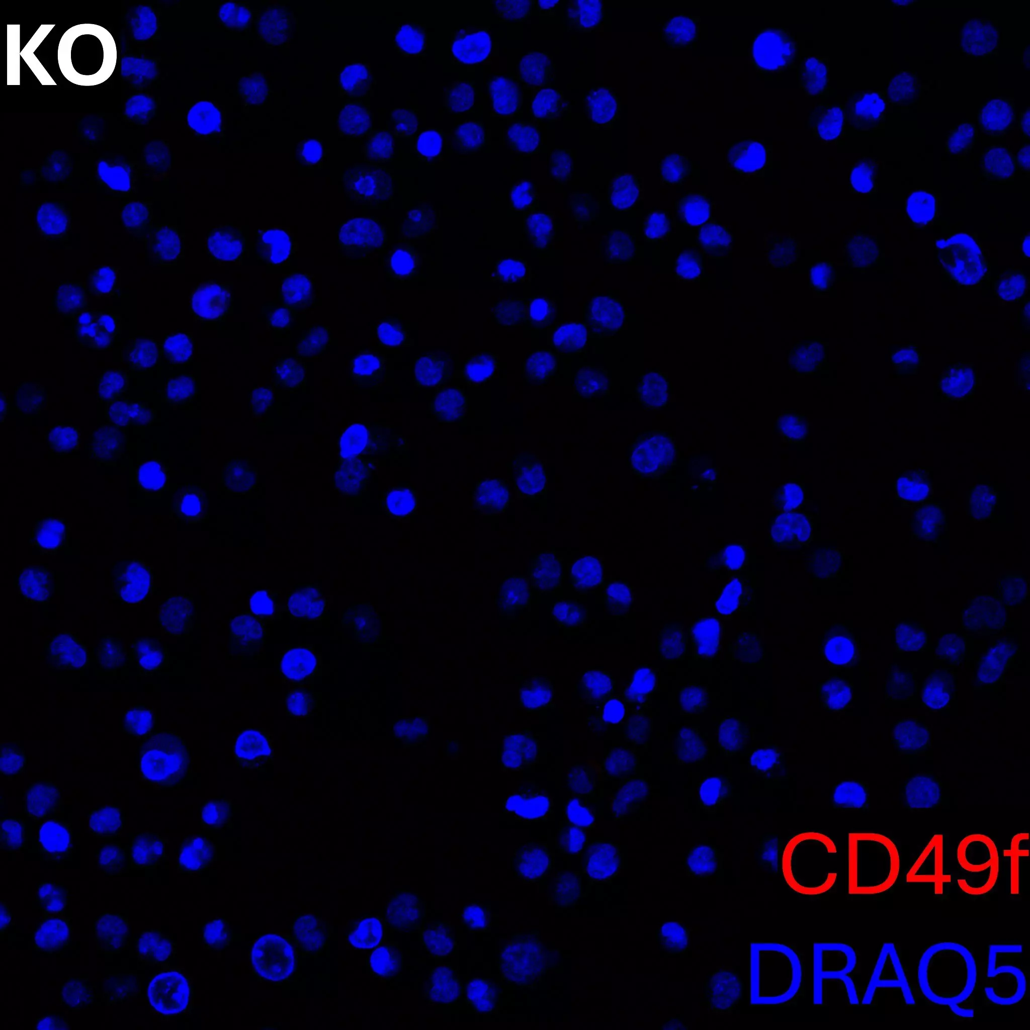 CD49f Antibody, anti-human/mouse, REAfinity™ | Miltenyi Biotec | USA
