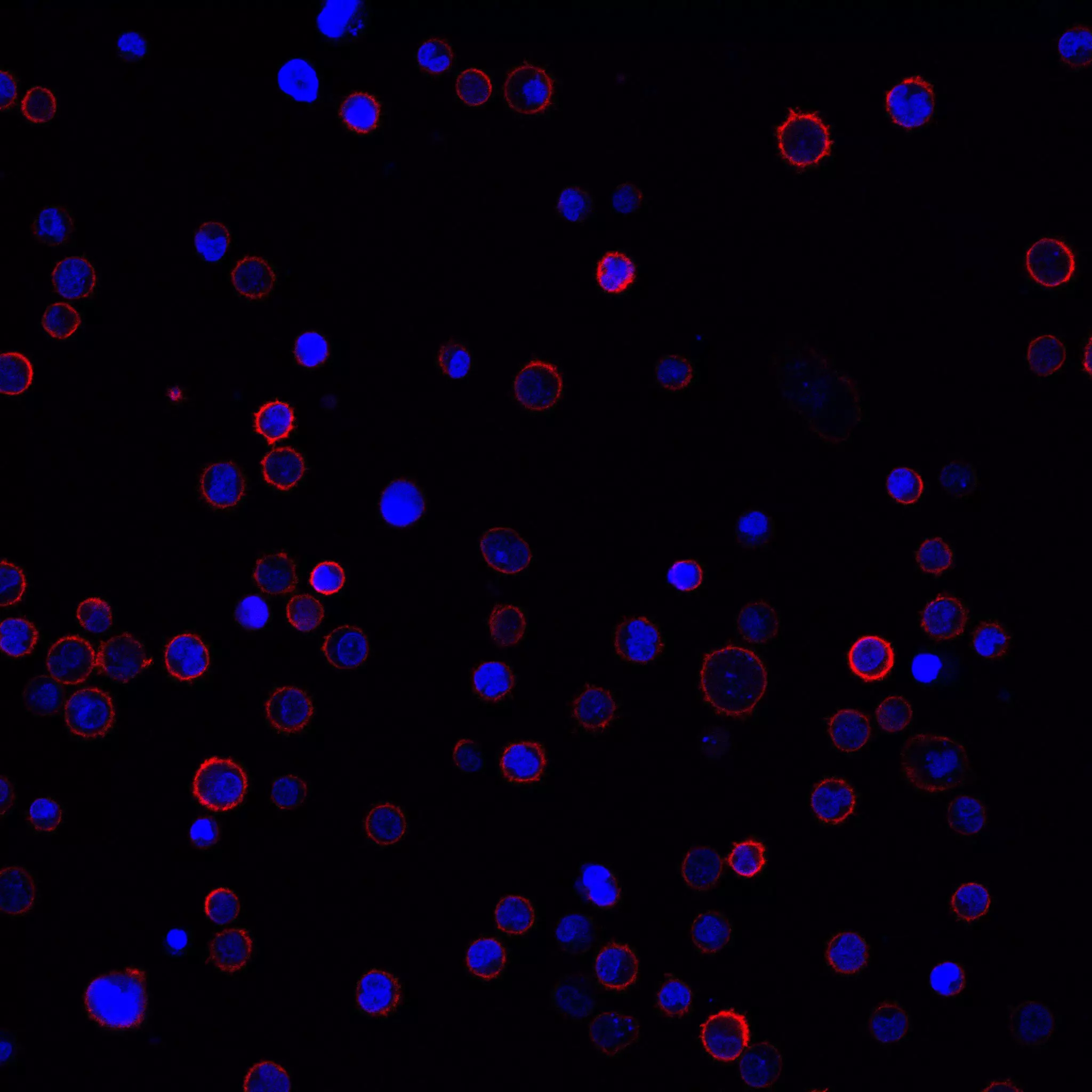 CD111 Antibody, anti-human, REAfinity™ | Miltenyi Biotec | USA