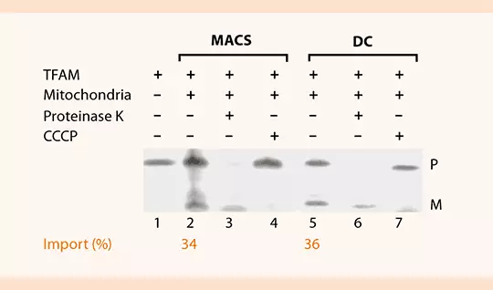 Mitochondria Isolation Kit, human | Miltenyi Biotec | USA