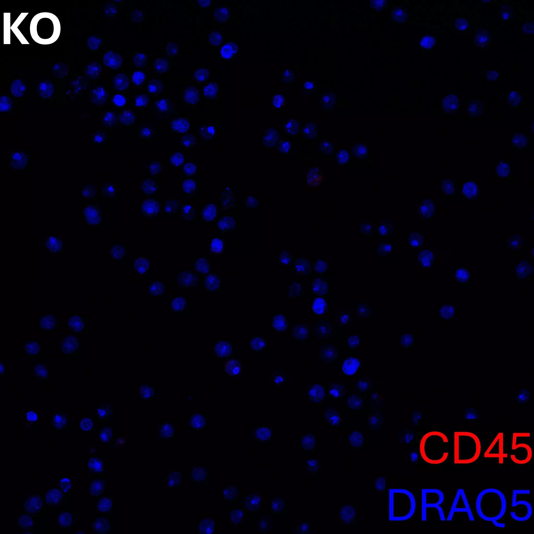 CD45 Antibody, anti-human, REAlease® | Miltenyi Biotec | USA