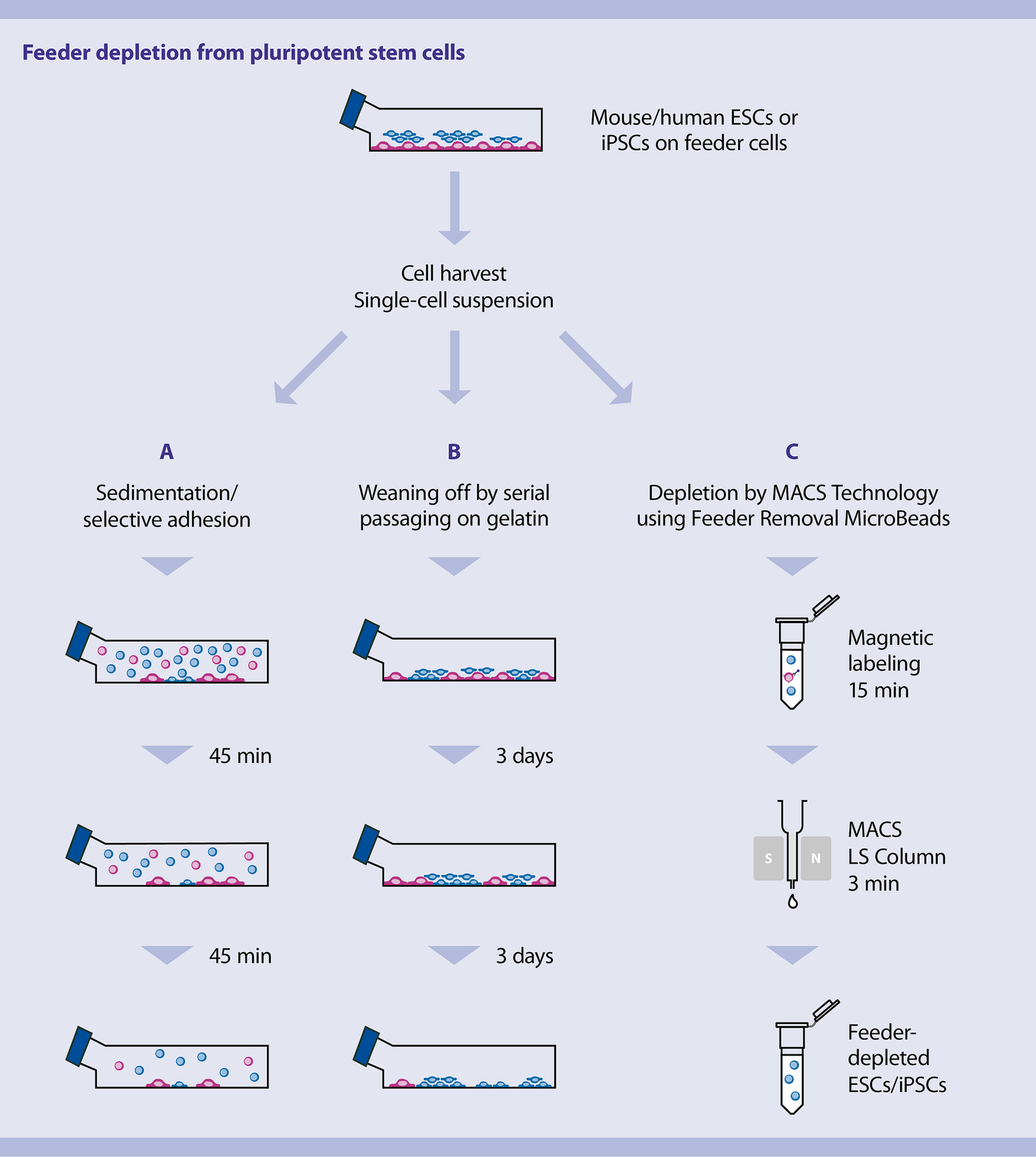 ES/iPS cells (human) | Miltenyi Biotec | USA