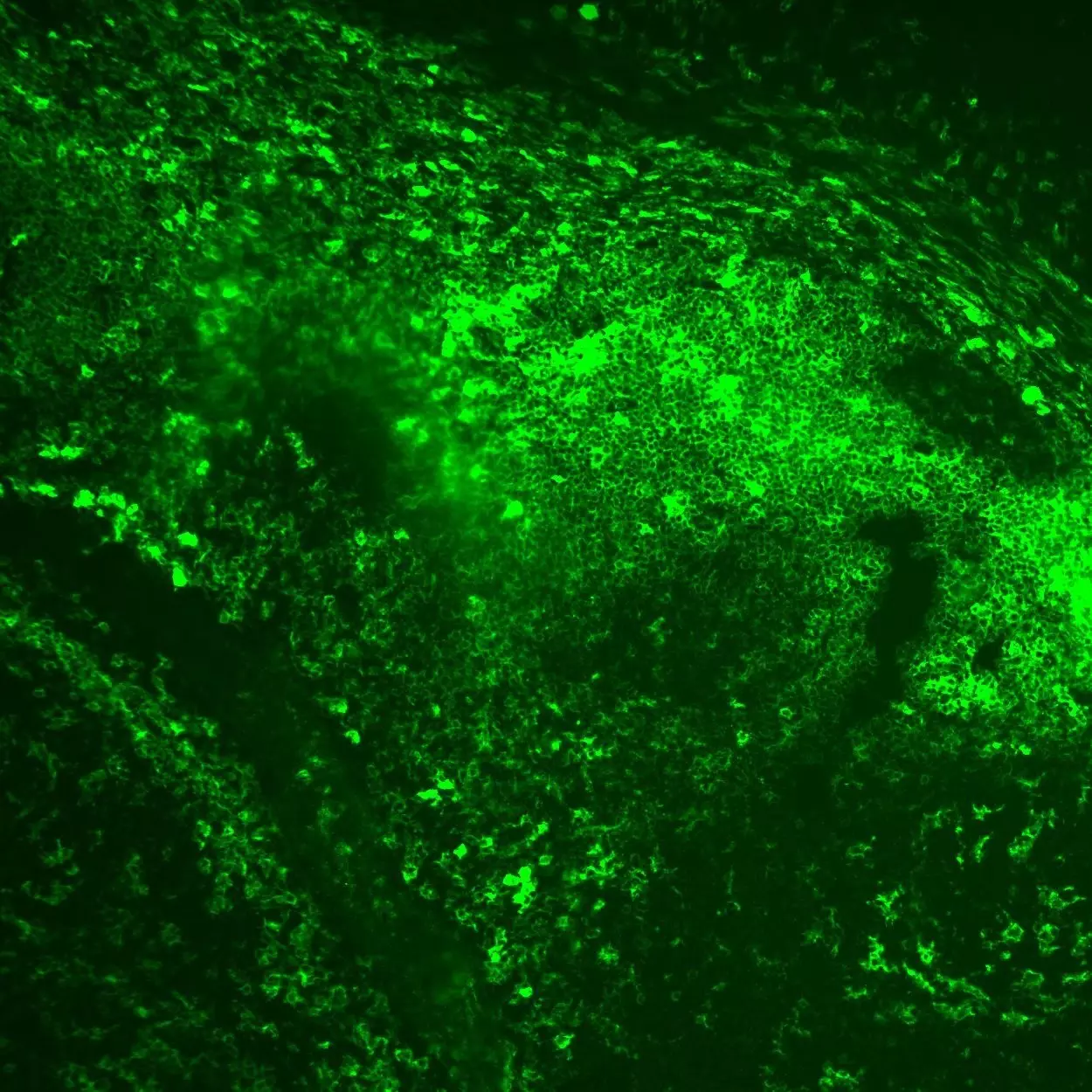CD162 Antibody, anti-human, REAfinity™ | Miltenyi Biotec | USA