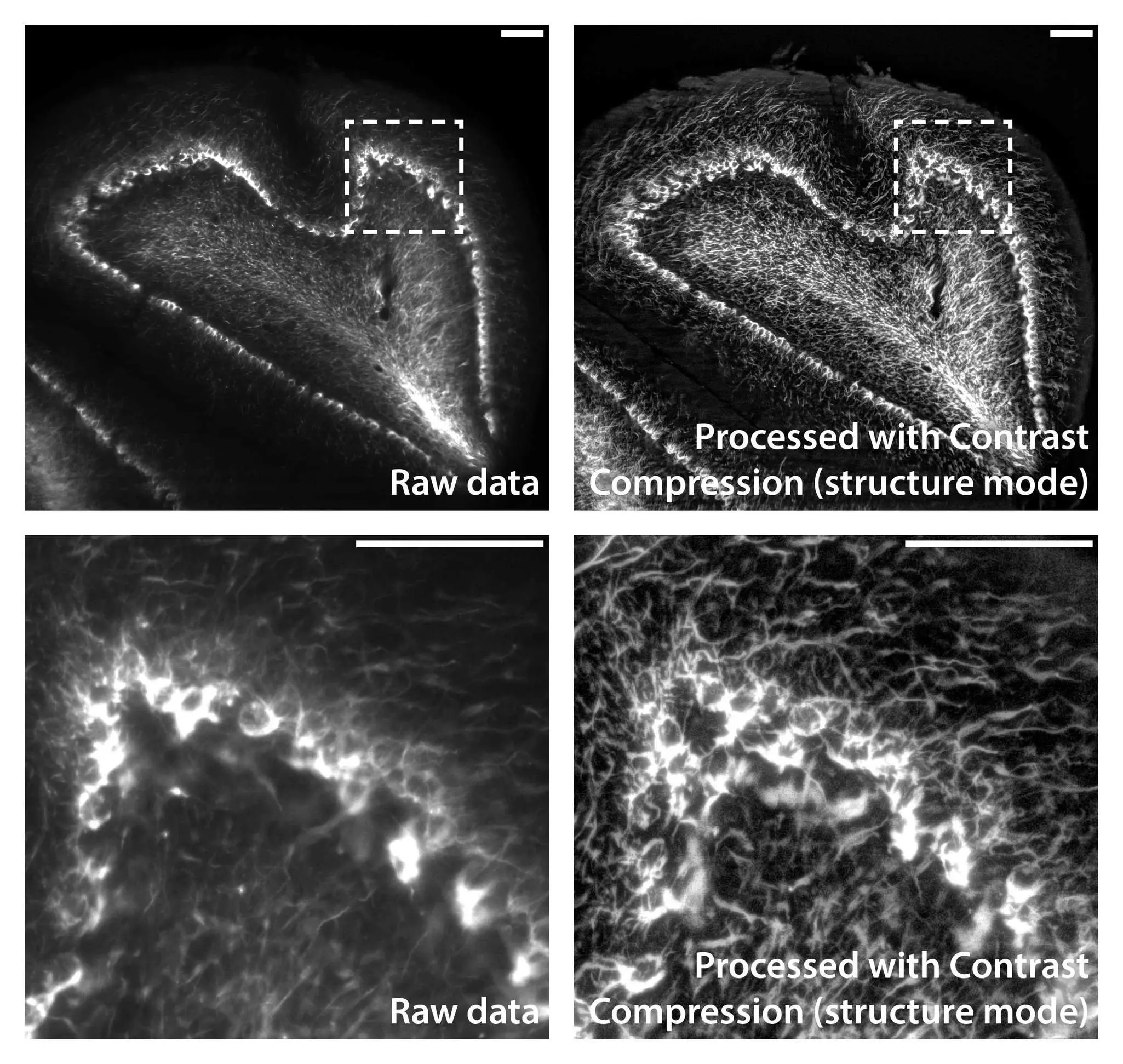 MACS® iQ View - 3D Large Volume Software | Miltenyi Biotec | USA