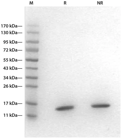 Mouse IL-4 | Miltenyi Biotec | USA