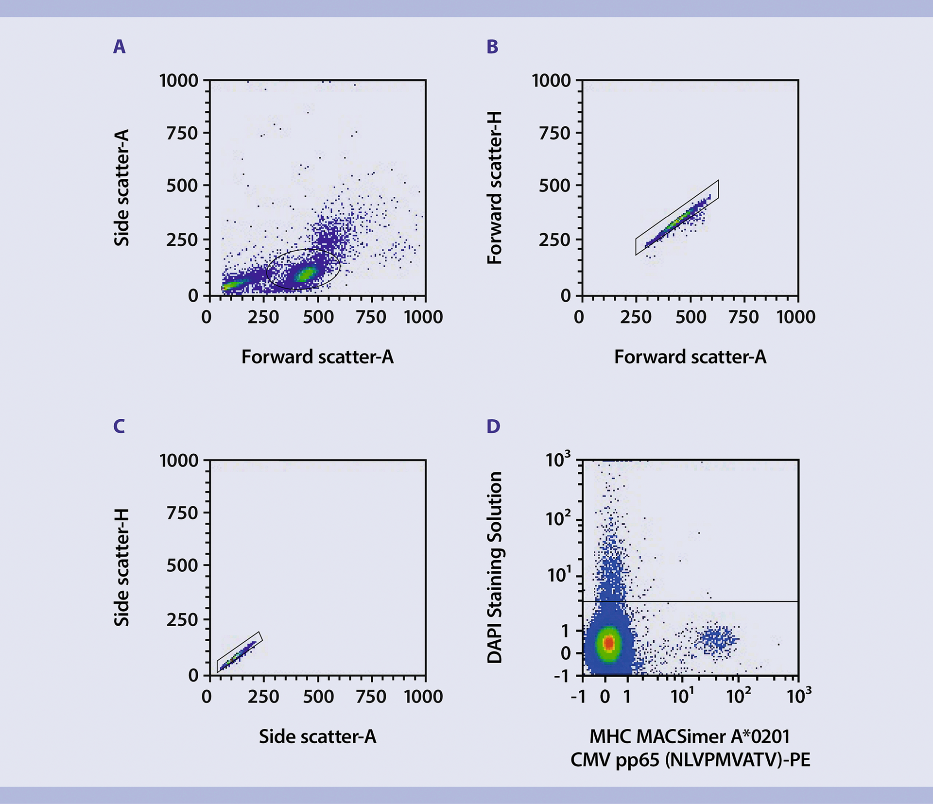 MHC multimers | antigen-specific T cells | MACS Separation | Miltenyi ...