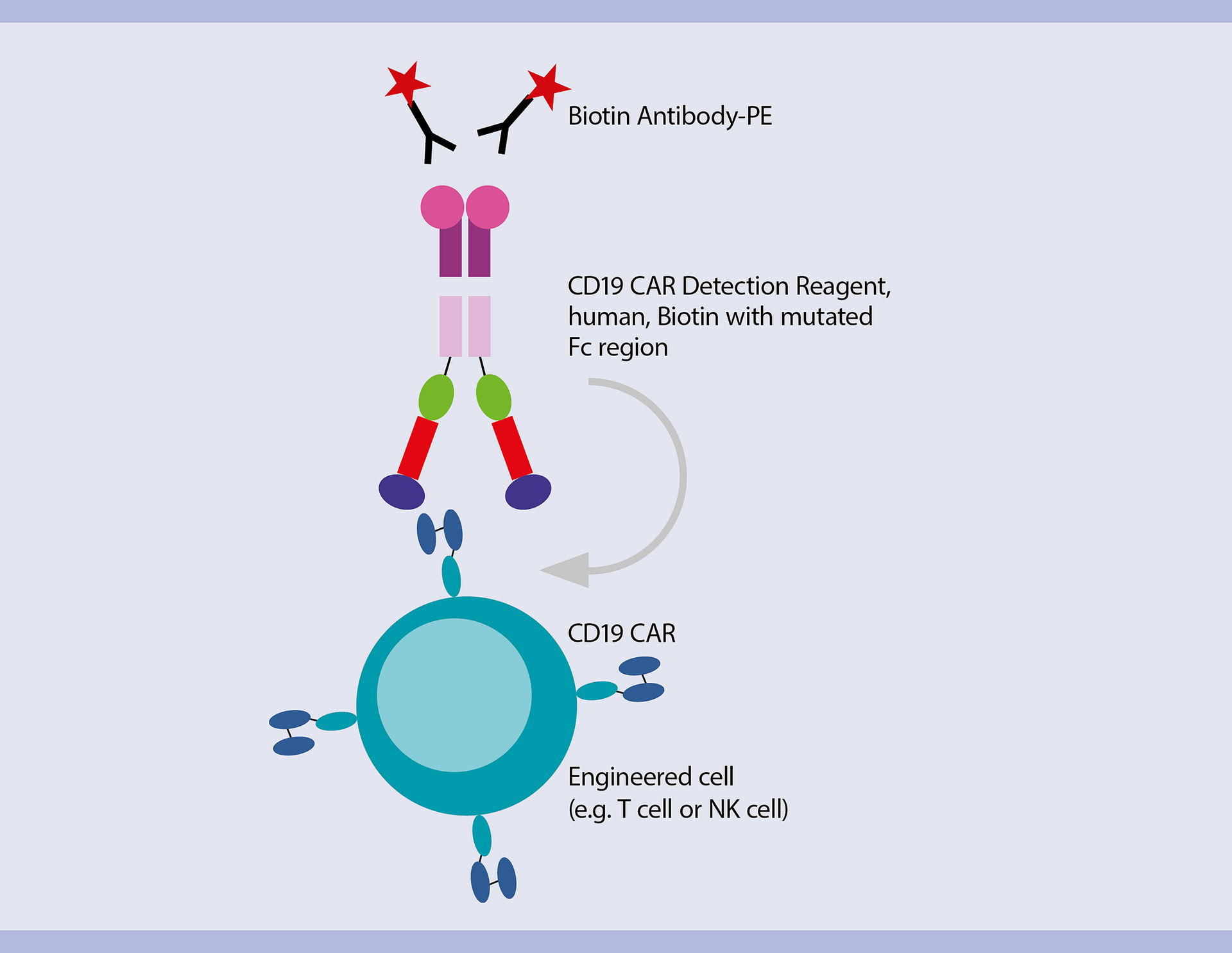 Chimeric antigen receptor car t cell therapy | solution for detection ...
