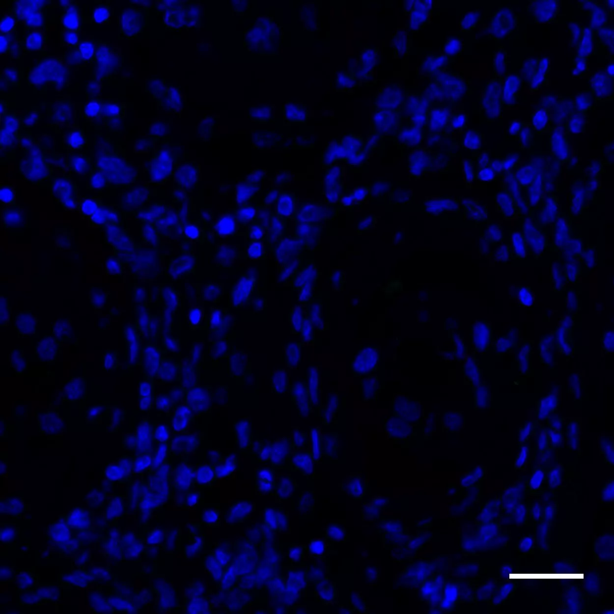 Cyclin E1 Antibody, anti-human, REAdye_lease™ | Miltenyi Biotec ...
