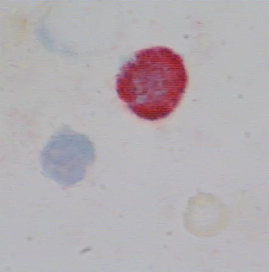 CD45 MicroBeads, human | Miltenyi Biotec | USA
