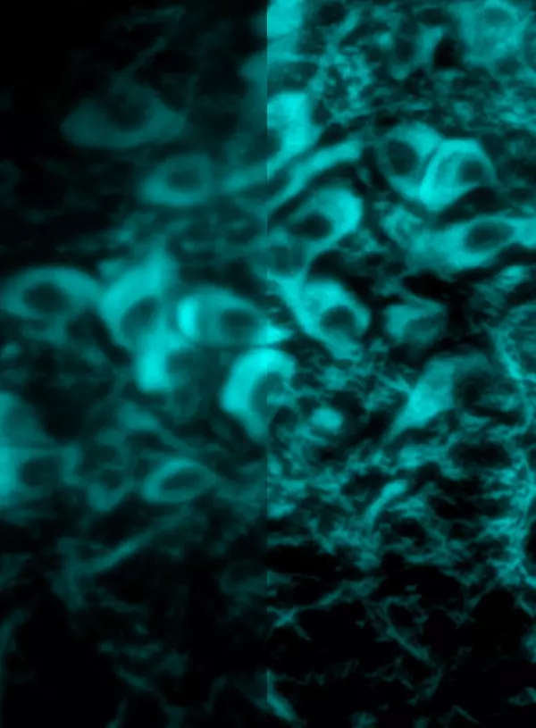 MACS® iQ View - 3D Large Volume Software | Miltenyi Biotec | USA