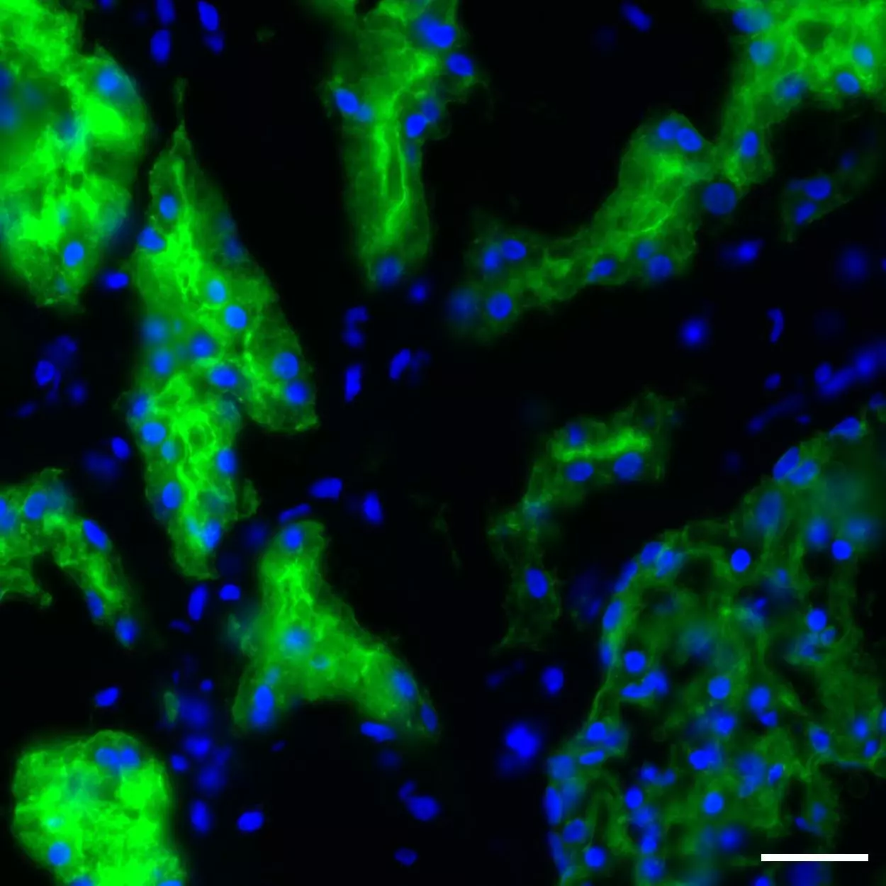 CD10 Antibody, anti-human, REAdye_lease™ | Miltenyi Biotec | USA