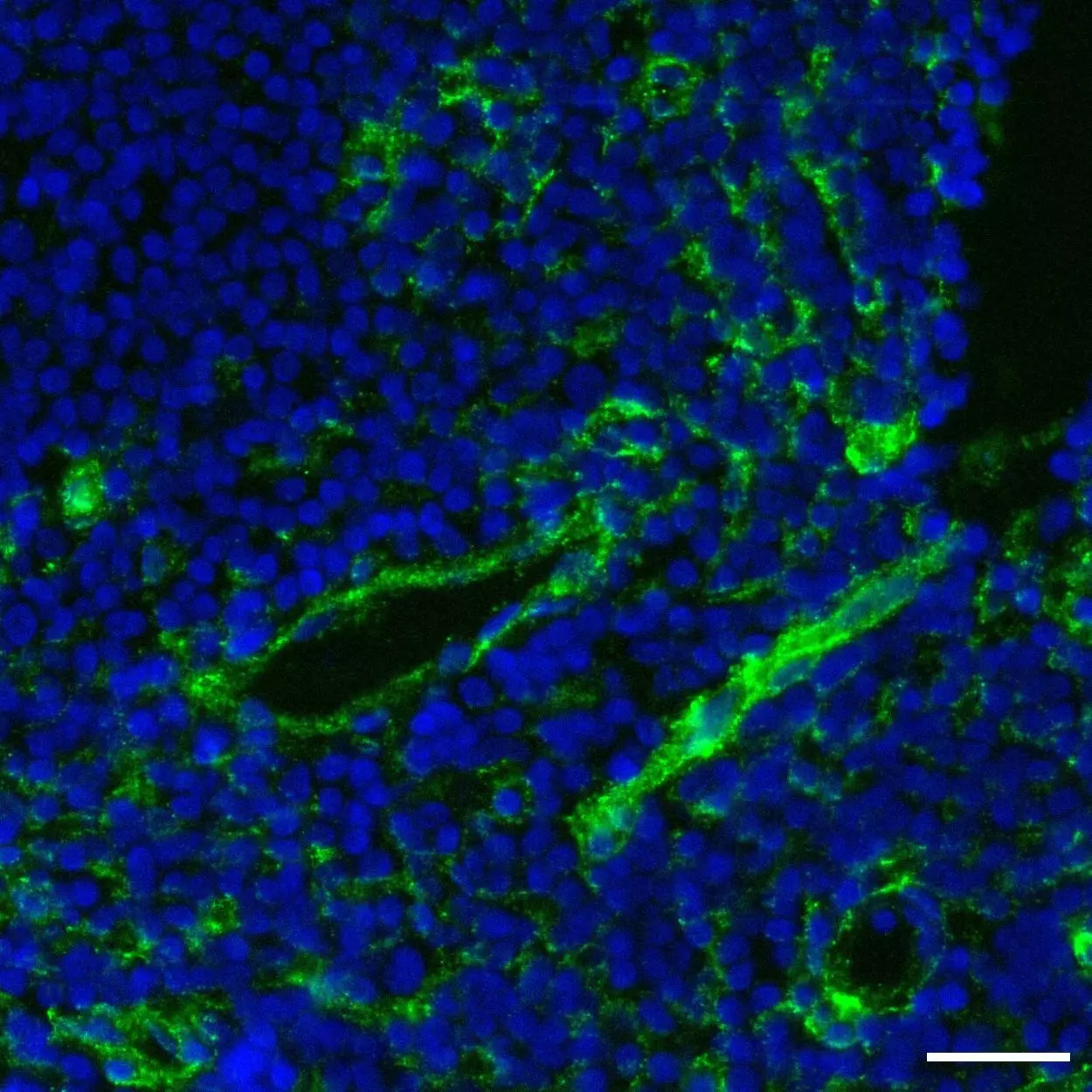 Cd304 Bdca 4 Antibody Anti Human Realease® Miltenyi Biotec India