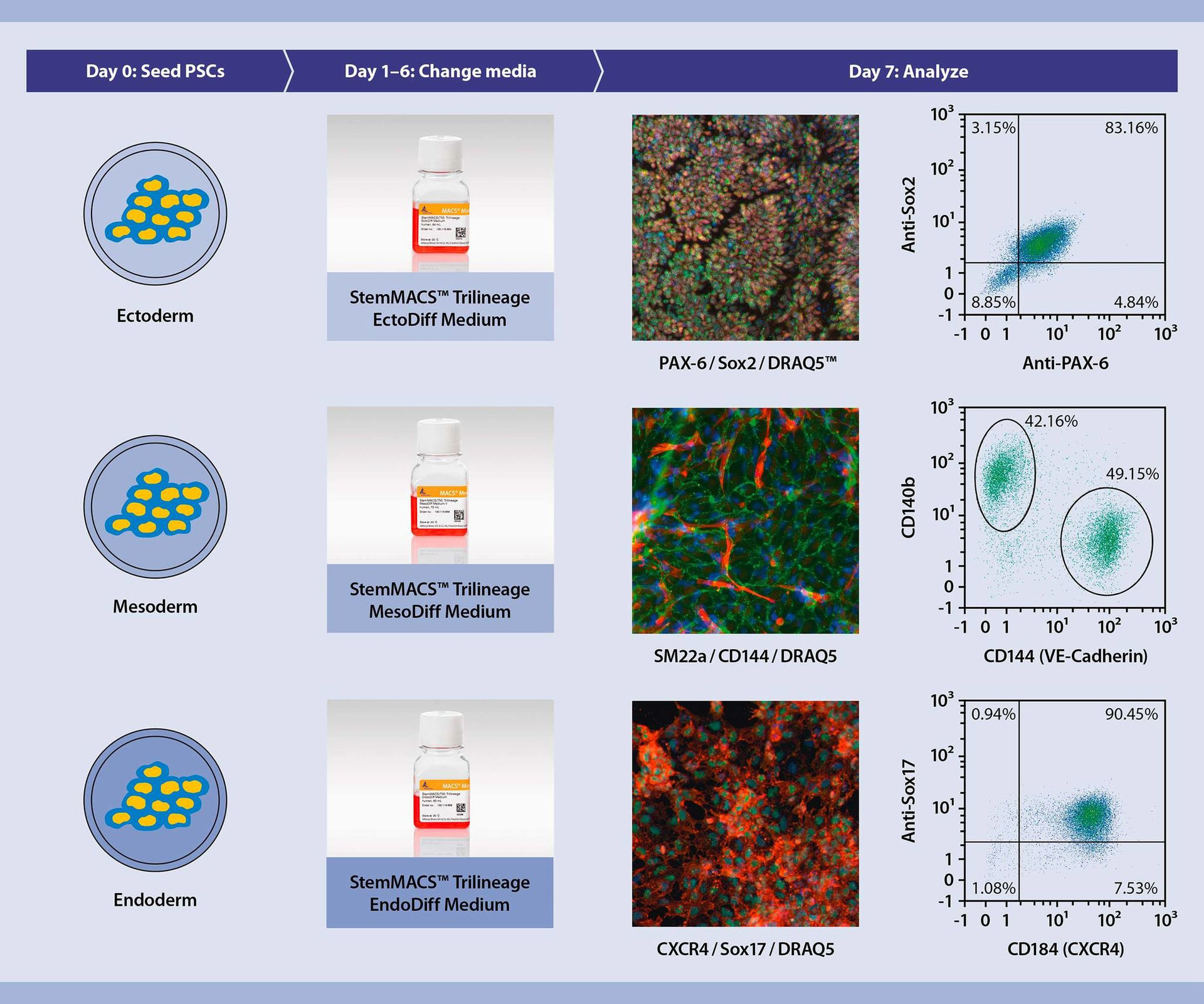 Human IPS cells | Human embryonic stem cells | Miltenyi Biotec | Norge