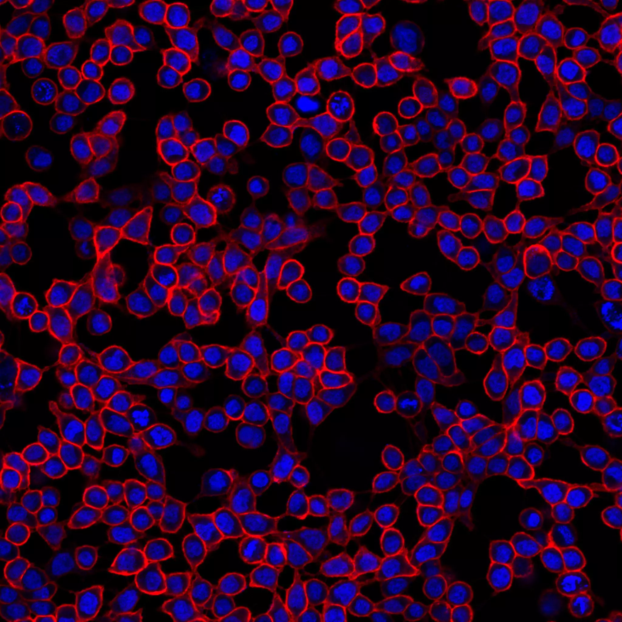 CD138 Antibody, anti-human, REAfinity™ | Miltenyi Biotec | 中国