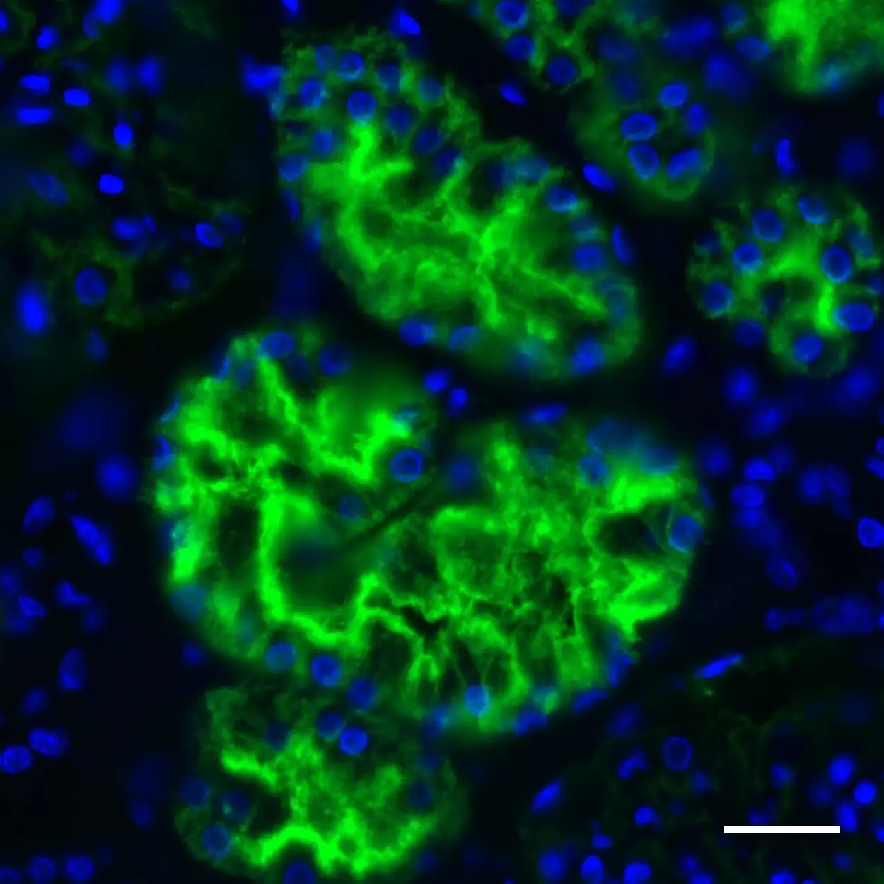 CD10 Antibody, anti-human, REAdye_lease™ | Miltenyi Biotec | USA