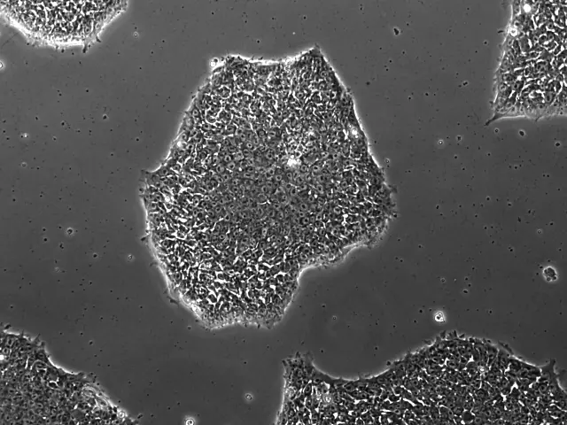 StemMACS™ iPS-Brew XF, human | Miltenyi Biotec | USA