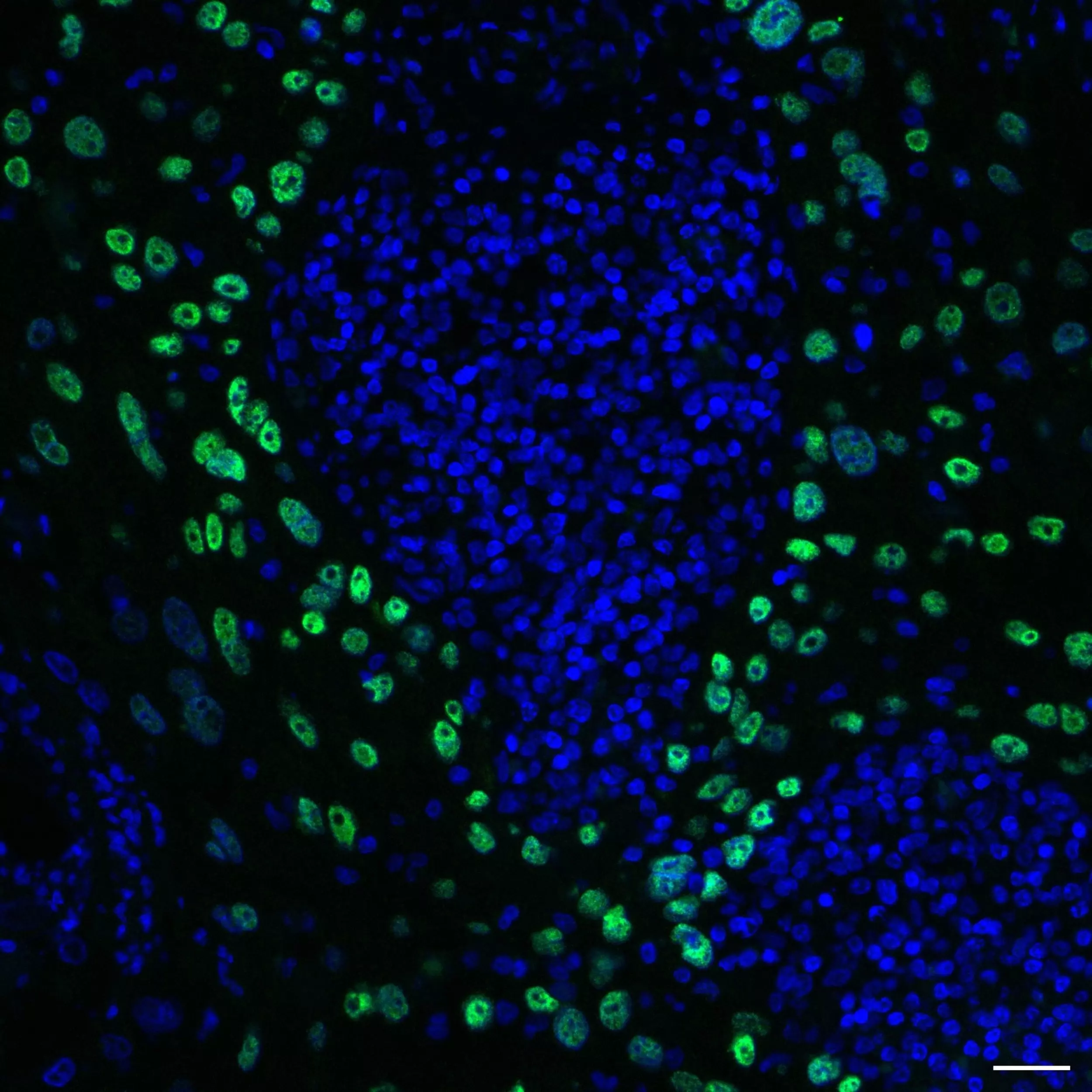 p63 Antibody, anti-human, REAfinity™ | Miltenyi Biotec | 대한민국