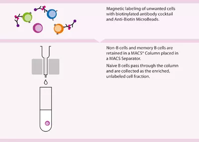 Naive B Cell Isolation Kit II, human | Miltenyi Biotec | USA