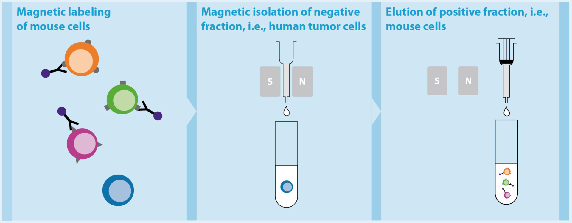 Isolation of xenografted cells | Tumors | Protocol | Miltenyi Biotec ...
