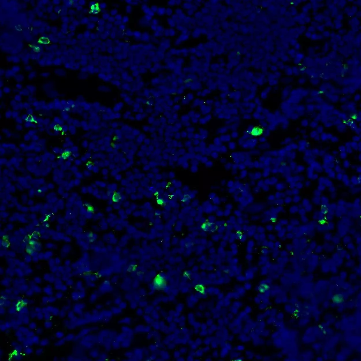 CD57 Antibody, anti-human, REAfinity™ | Miltenyi Biotec | USA