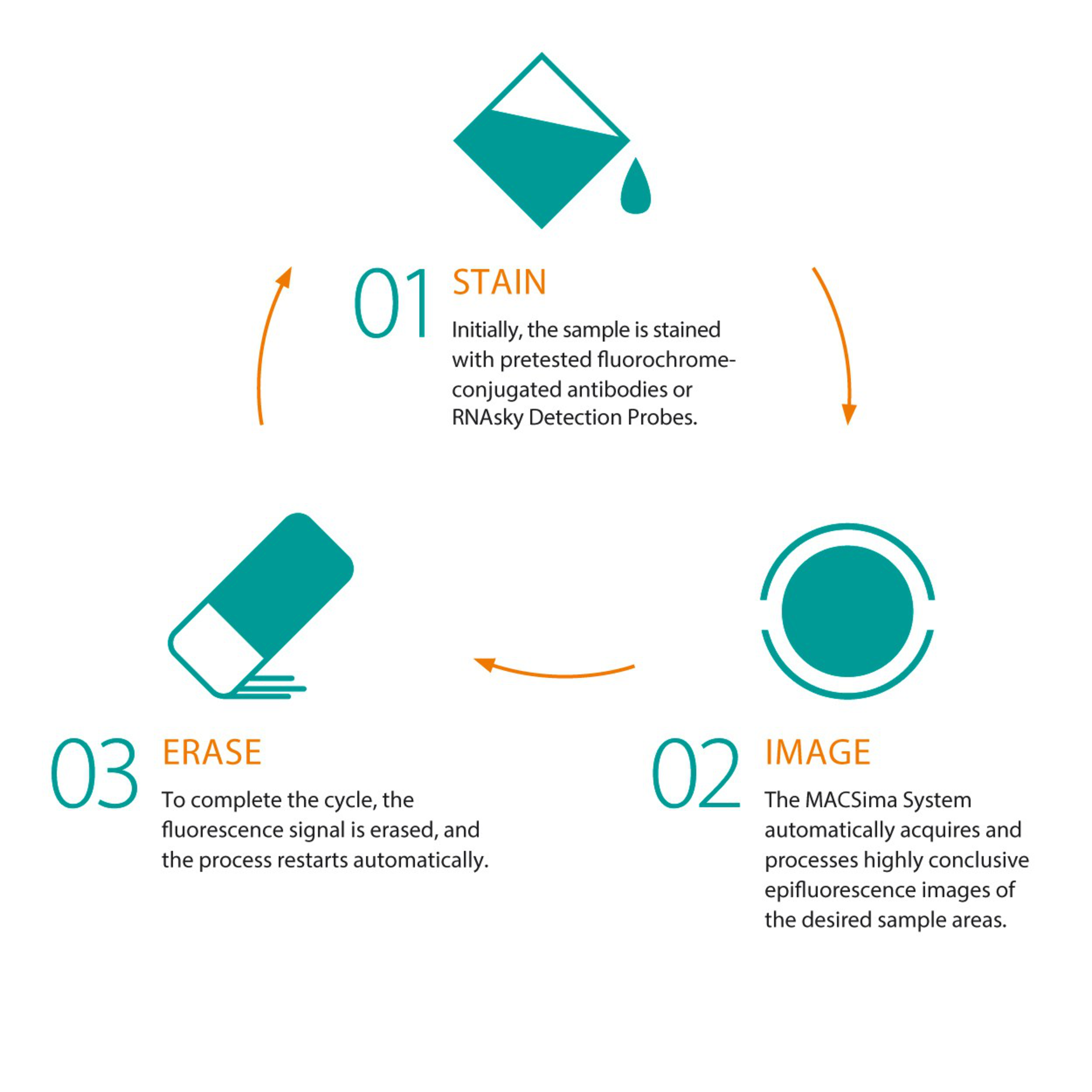 MICS technology | Cyclic staining |Cell & tissue imaging in spatial ...