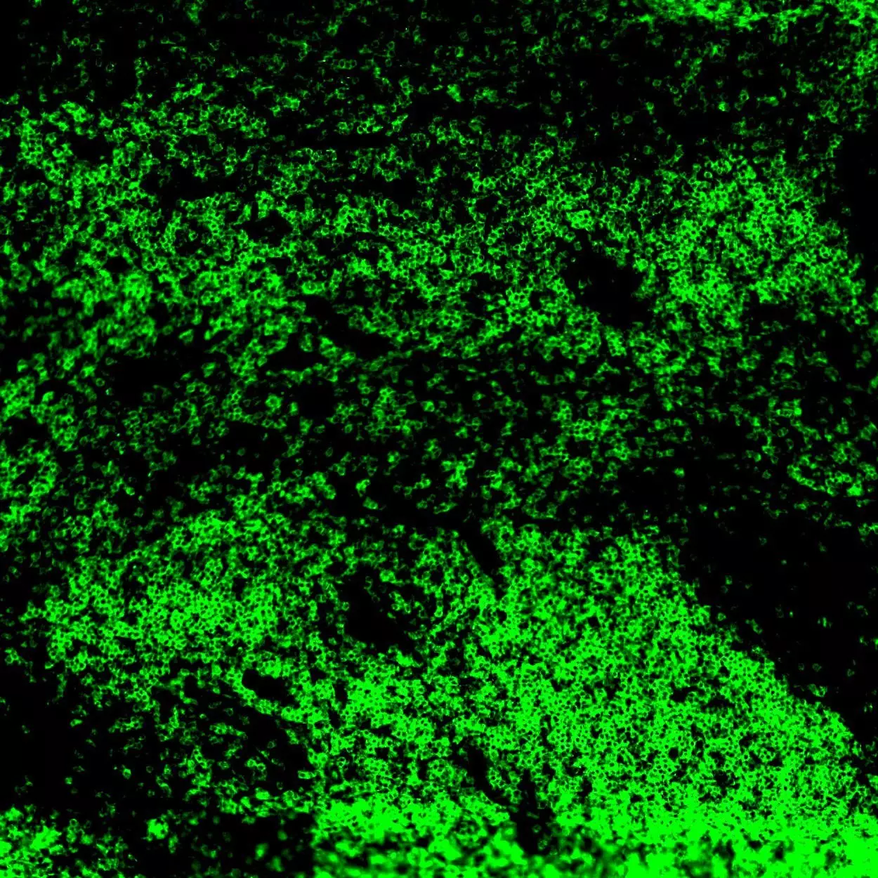 CD4 Antibody, anti-human | Hybridomas | MACS Antibodies | Products and ...