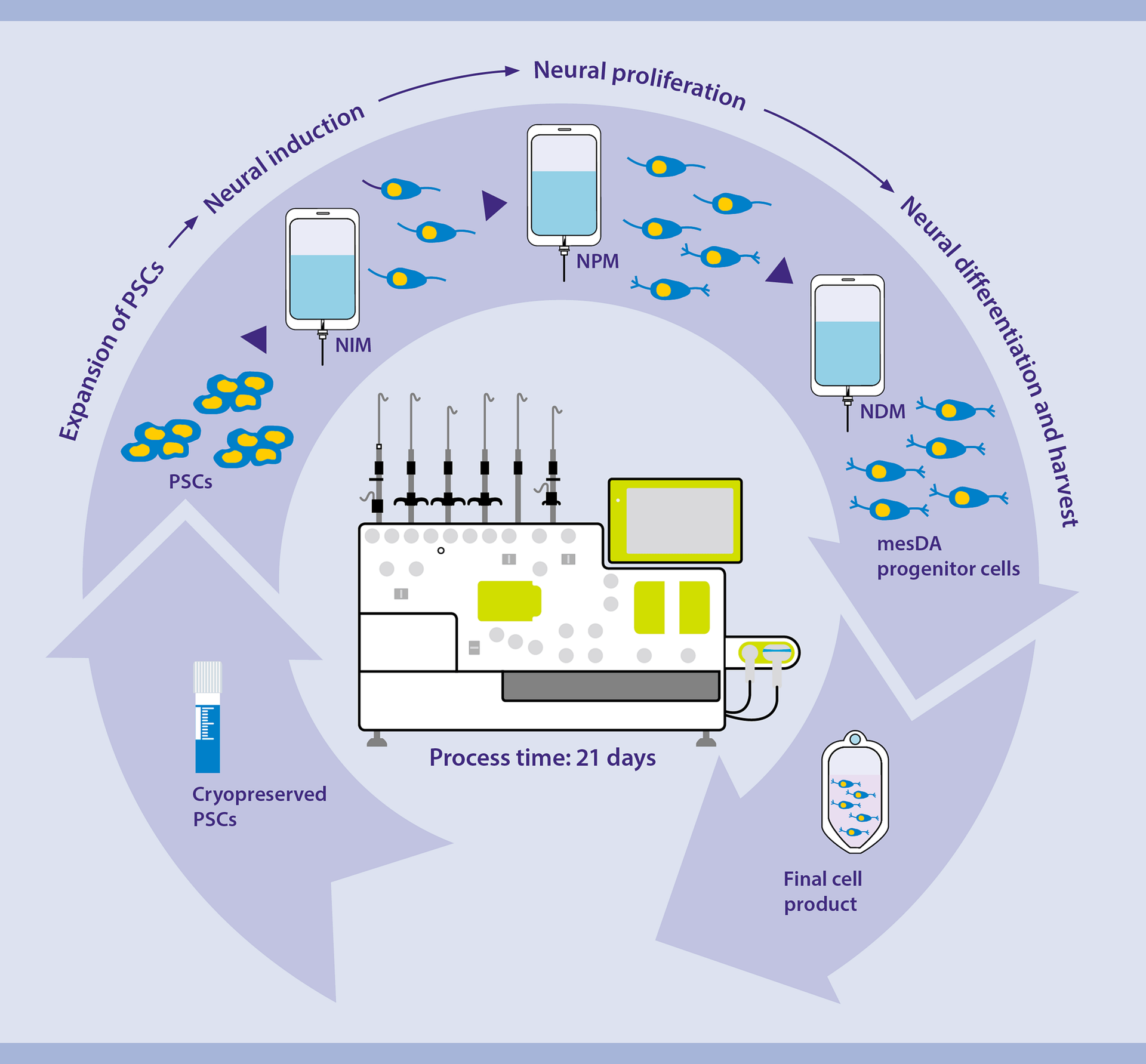 Dopaminergic progenitor cells | PSC differentiation | Miltenyi ...