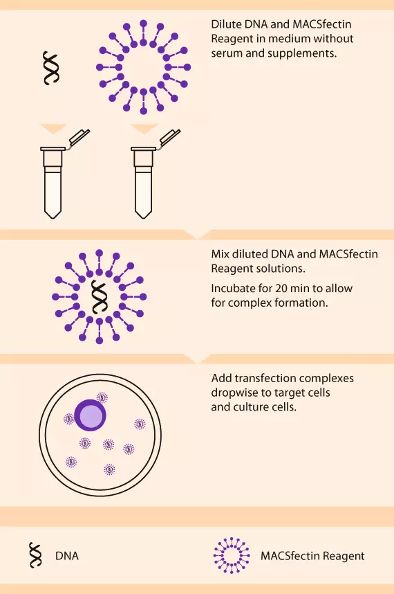 MACSfectin™ Reagent | Miltenyi Biotec | Hong Kong