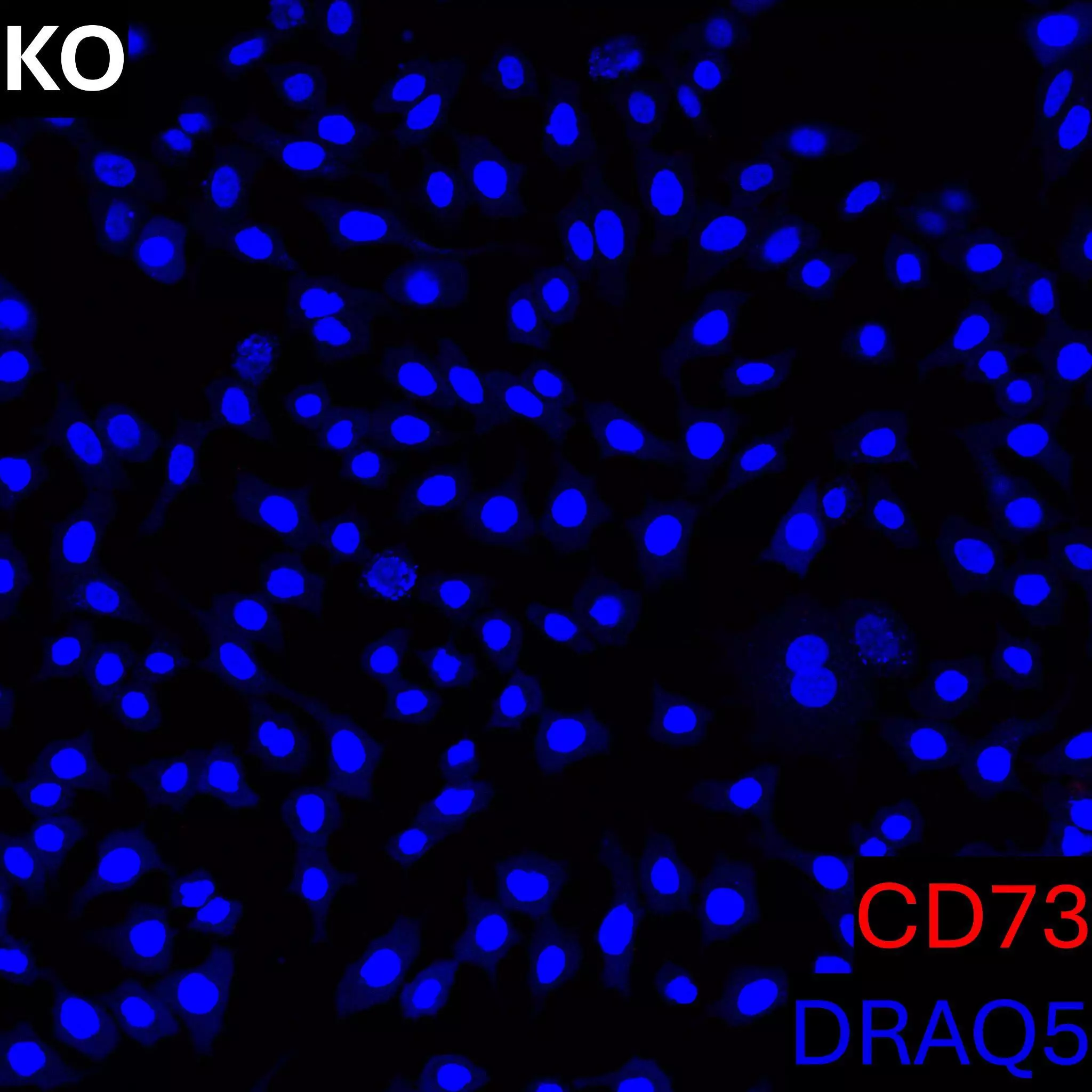 CD73 Antibody, anti-human, REAfinity™ | Miltenyi Biotec | USA