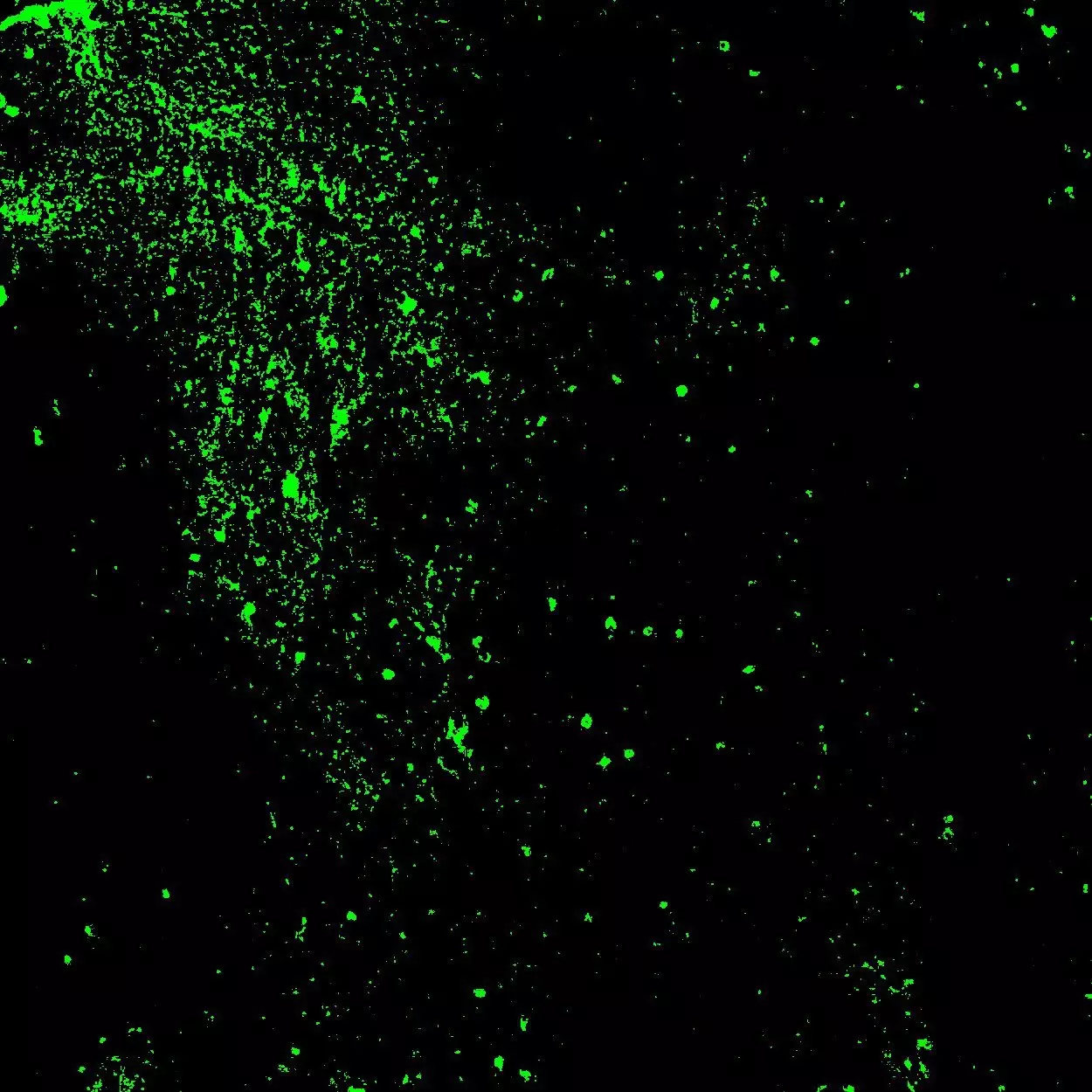 Siglec-F Antibody, anti-mouse | Miltenyi Biotec | USA