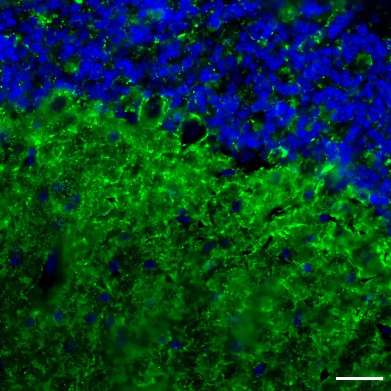 Synapsin-1 Antibody, anti-human/mouse, REAdye_lease™ | Miltenyi Biotec ...
