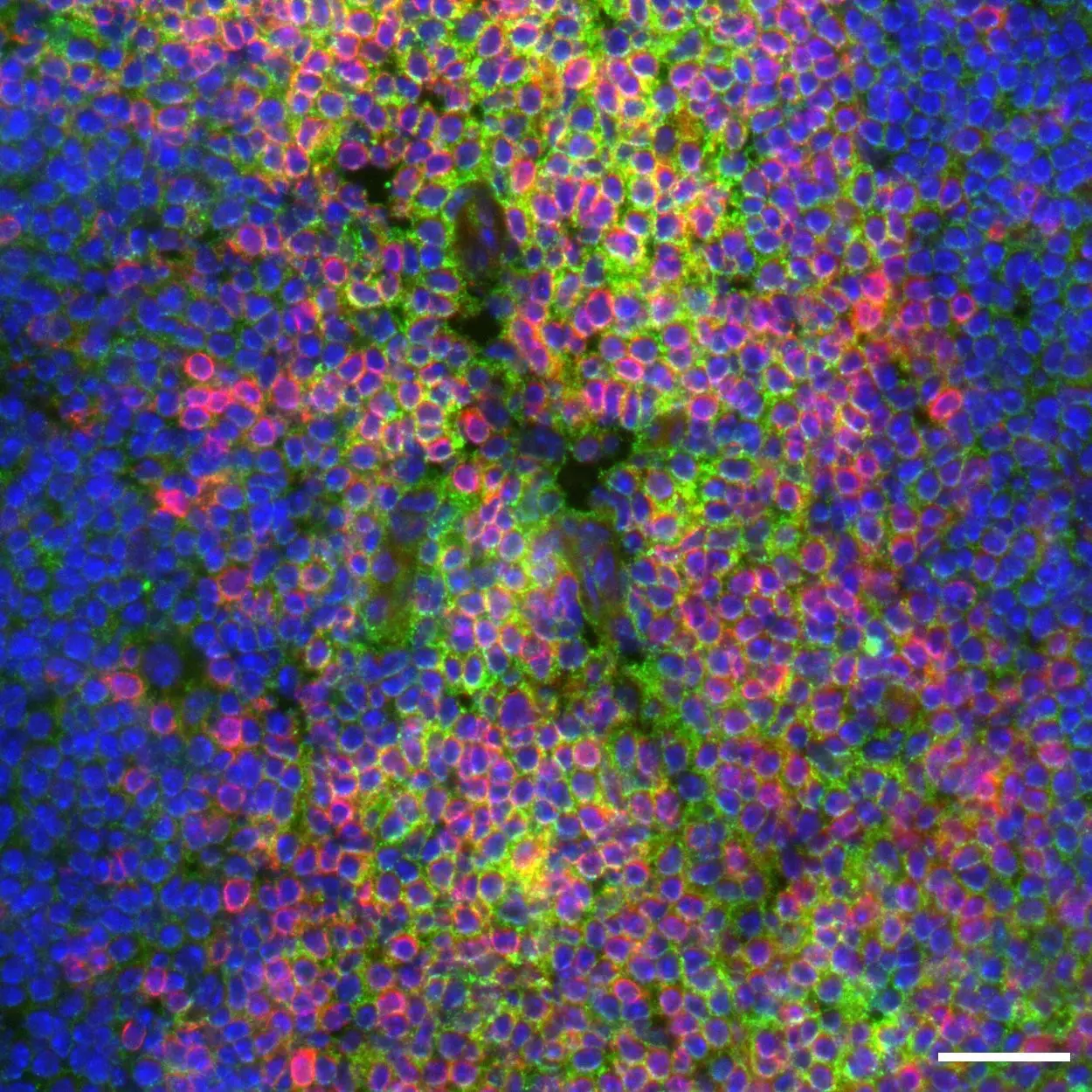 CD3 Antibody, anti-mouse, REAfinity™ | Miltenyi Biotec | USA