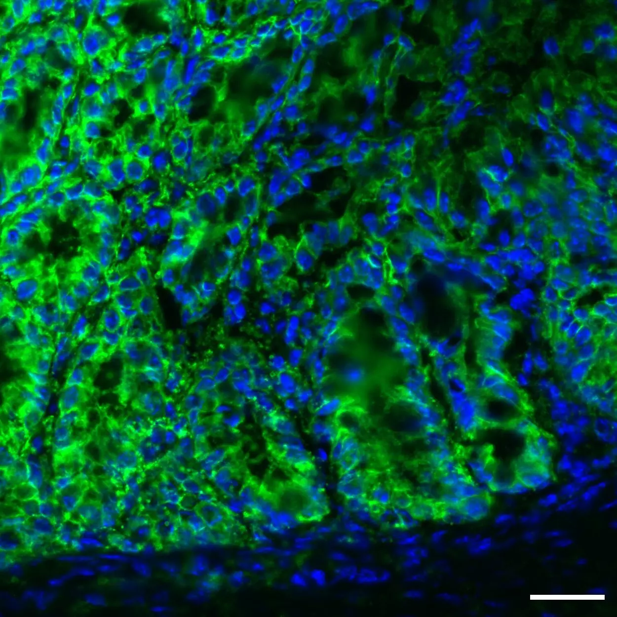 CD49b Antibody, anti-mouse, REAdye_lease™ | Releasable fluorochromes ...