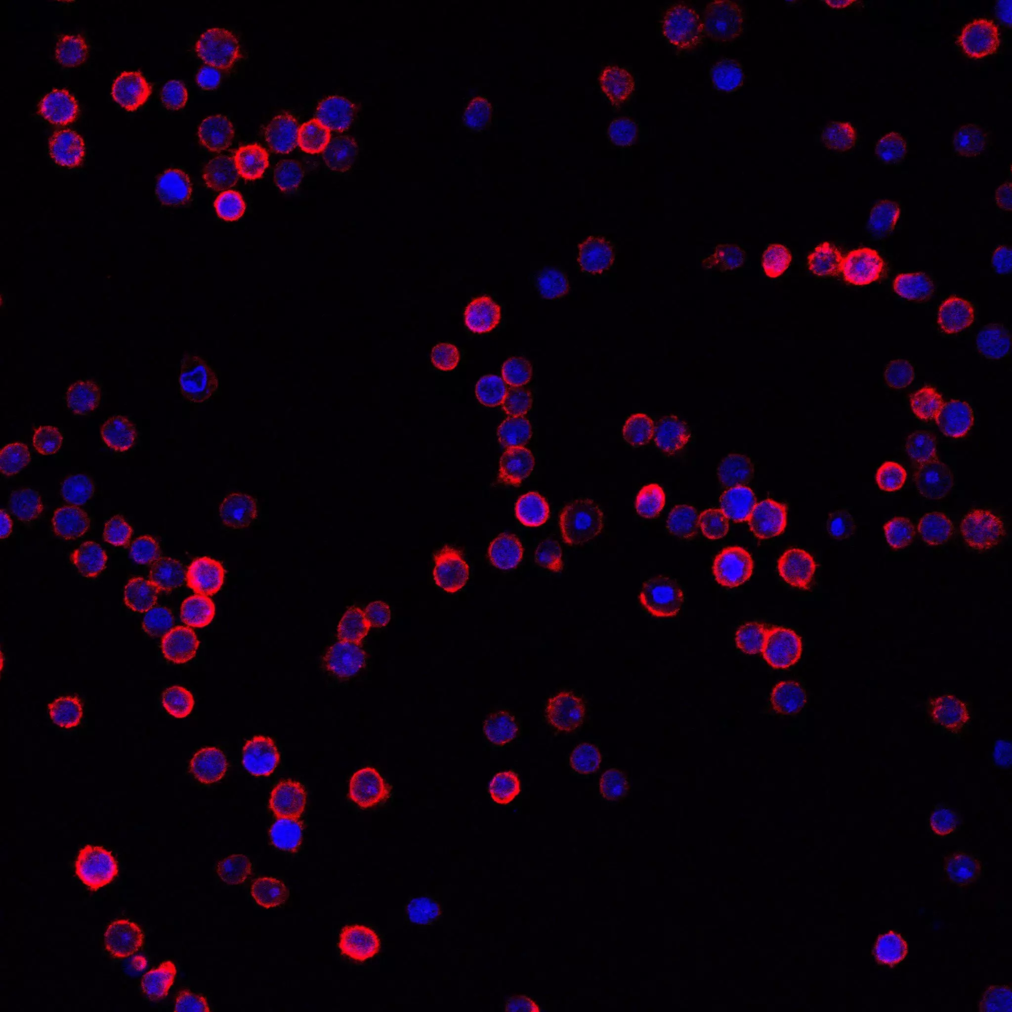 CD162 Antibody, anti-human, REAfinity™ | Miltenyi Biotec | Deutschland