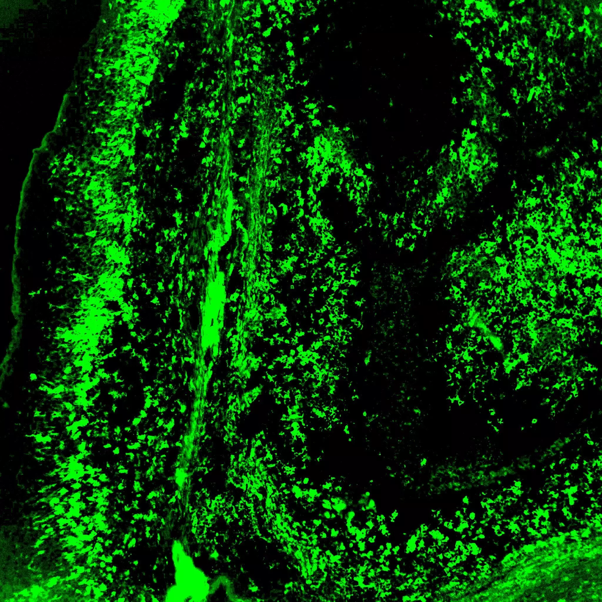 CD101 Antibody, anti-human | Miltenyi Biotec | Deutschland