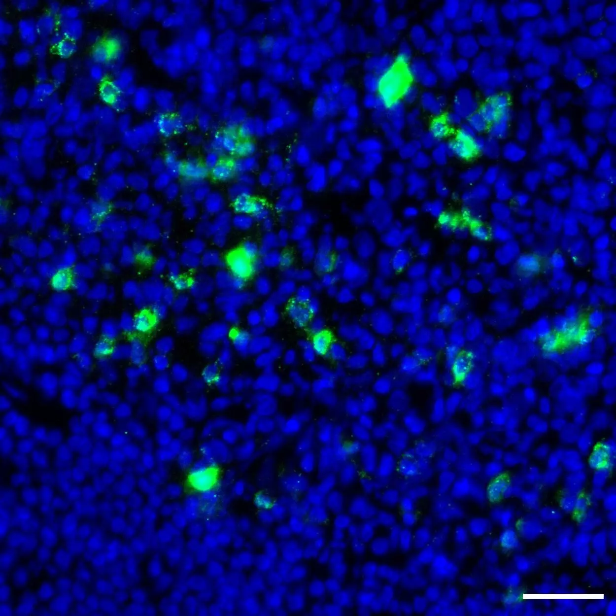 CD57 Antibody, anti-human, REAdye_lease™ | Miltenyi Biotec | USA