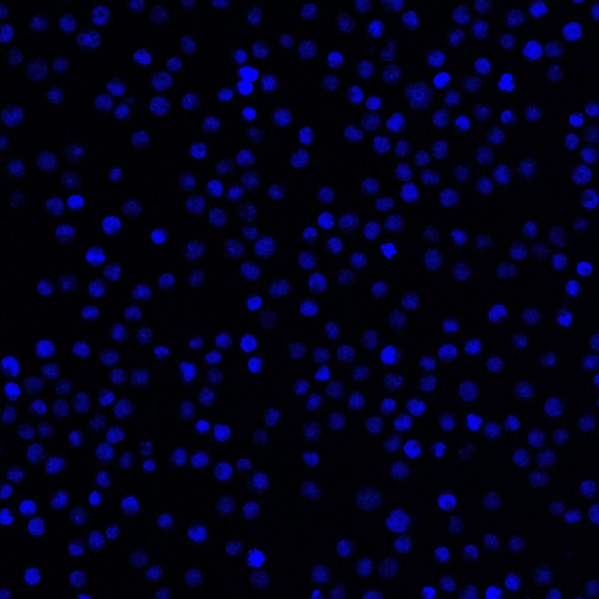 CD93 Antibody, anti-human, REAfinity™ | Miltenyi Biotec | USA