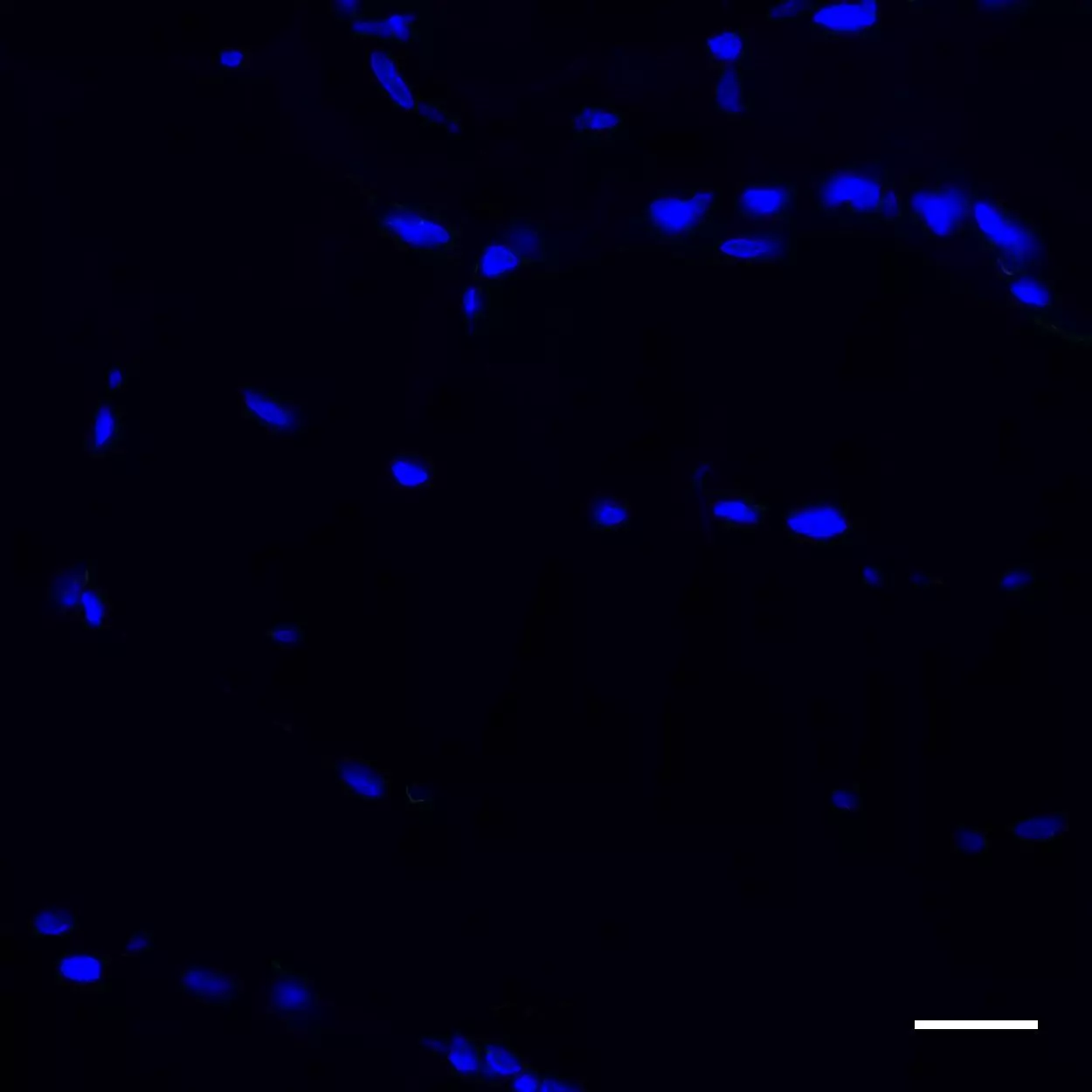 MYH7B Antibody, anti-human, REAdye_lease™ | Miltenyi Biotec | USA