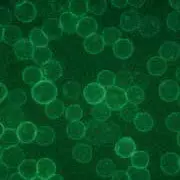 CD4 MicroBeads, human | Miltenyi Biotec | 中国