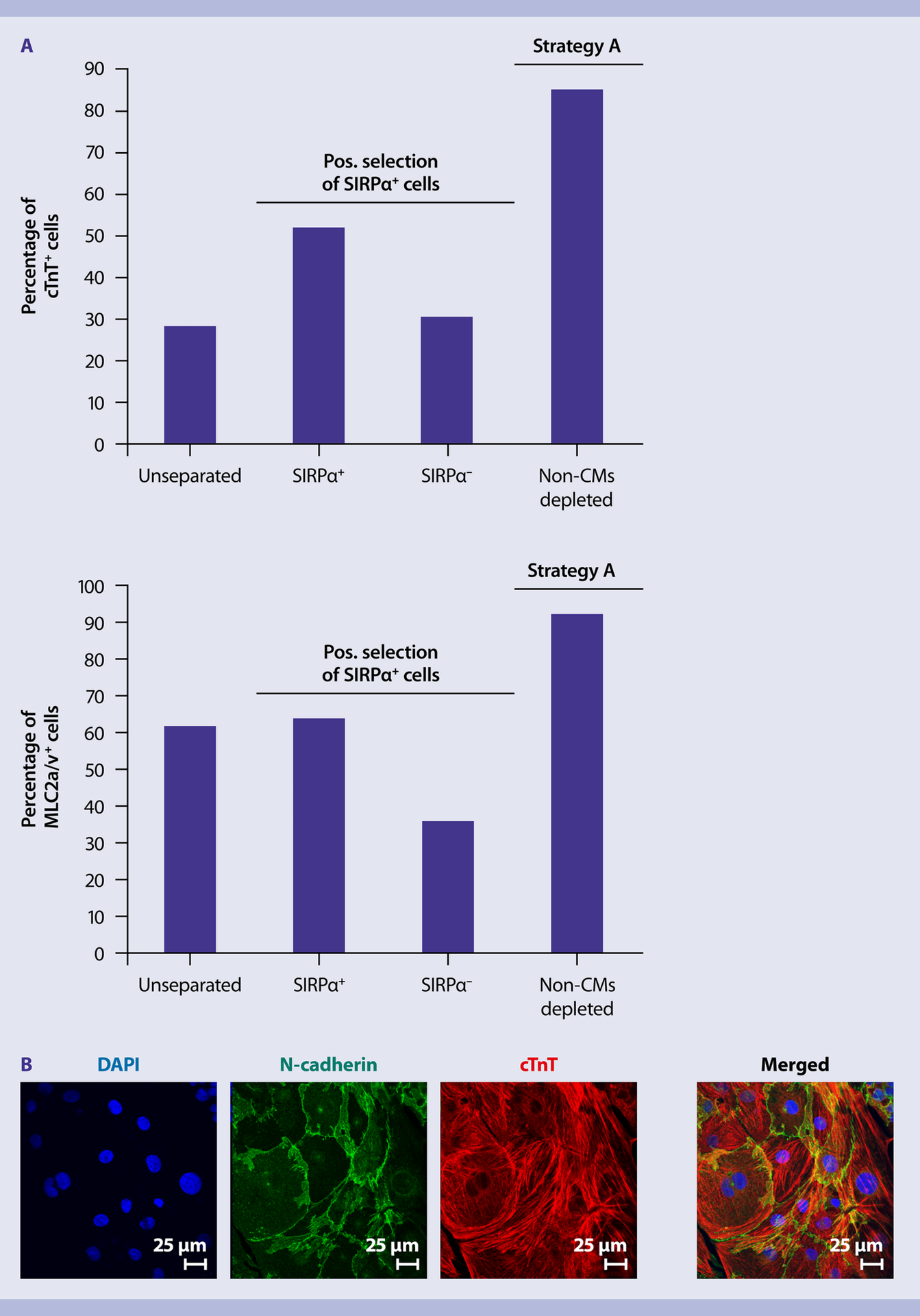 Differentiation of cardiomyocytes | Human PSCs | Protocol | Miltenyi ...
