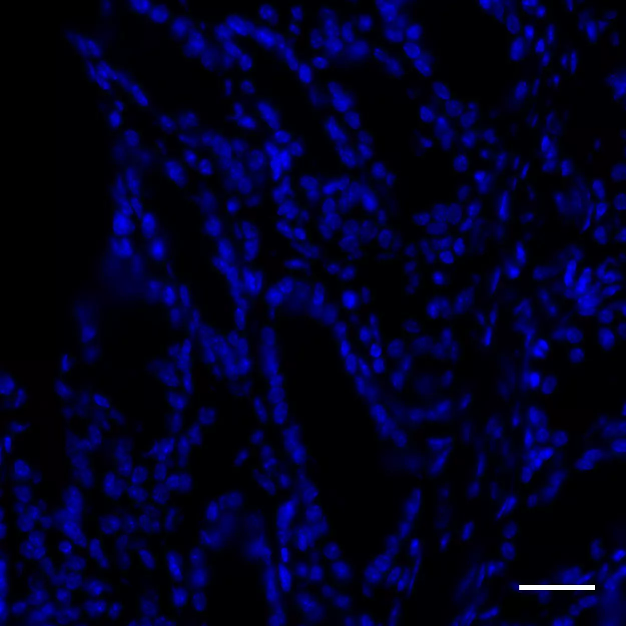 CD49f Antibody, anti-mouse, REAdye_lease™ | Miltenyi Biotec | USA