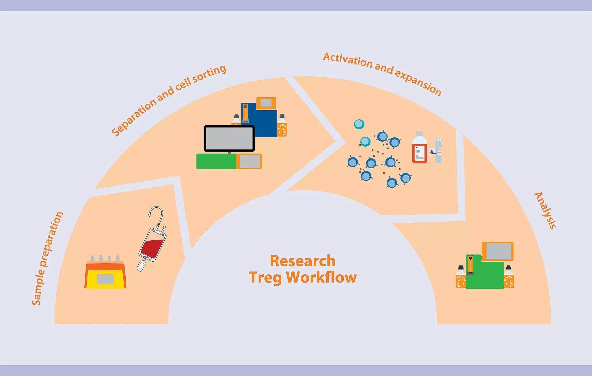 Regulatory t cells workflow | Activation, expansion and analysis ...