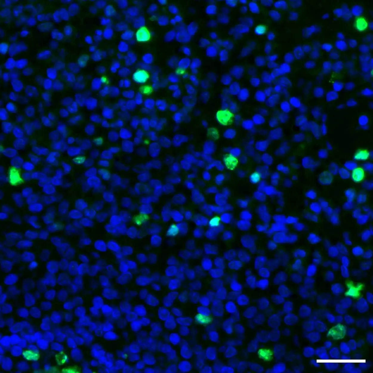 Ki-67 Antibody, anti-human/mouse/rat, REAfinity™ | Miltenyi Biotec | USA