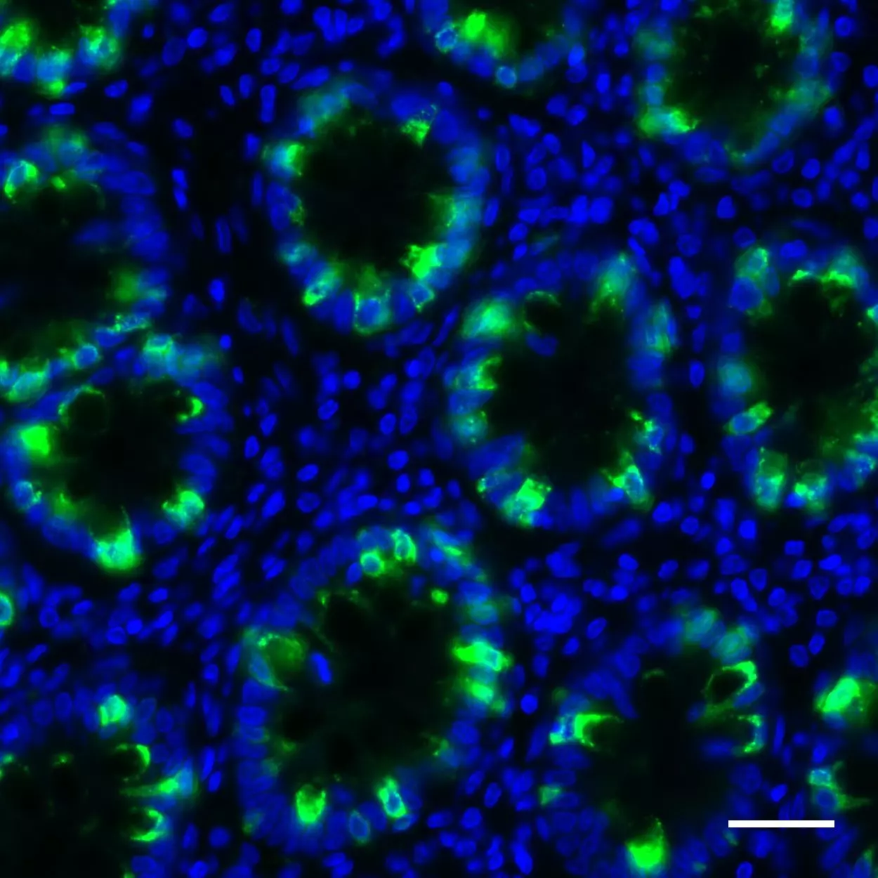 Mucin-2 Antibody, anti-human, REAdye_lease™ | Miltenyi Biotec | USA