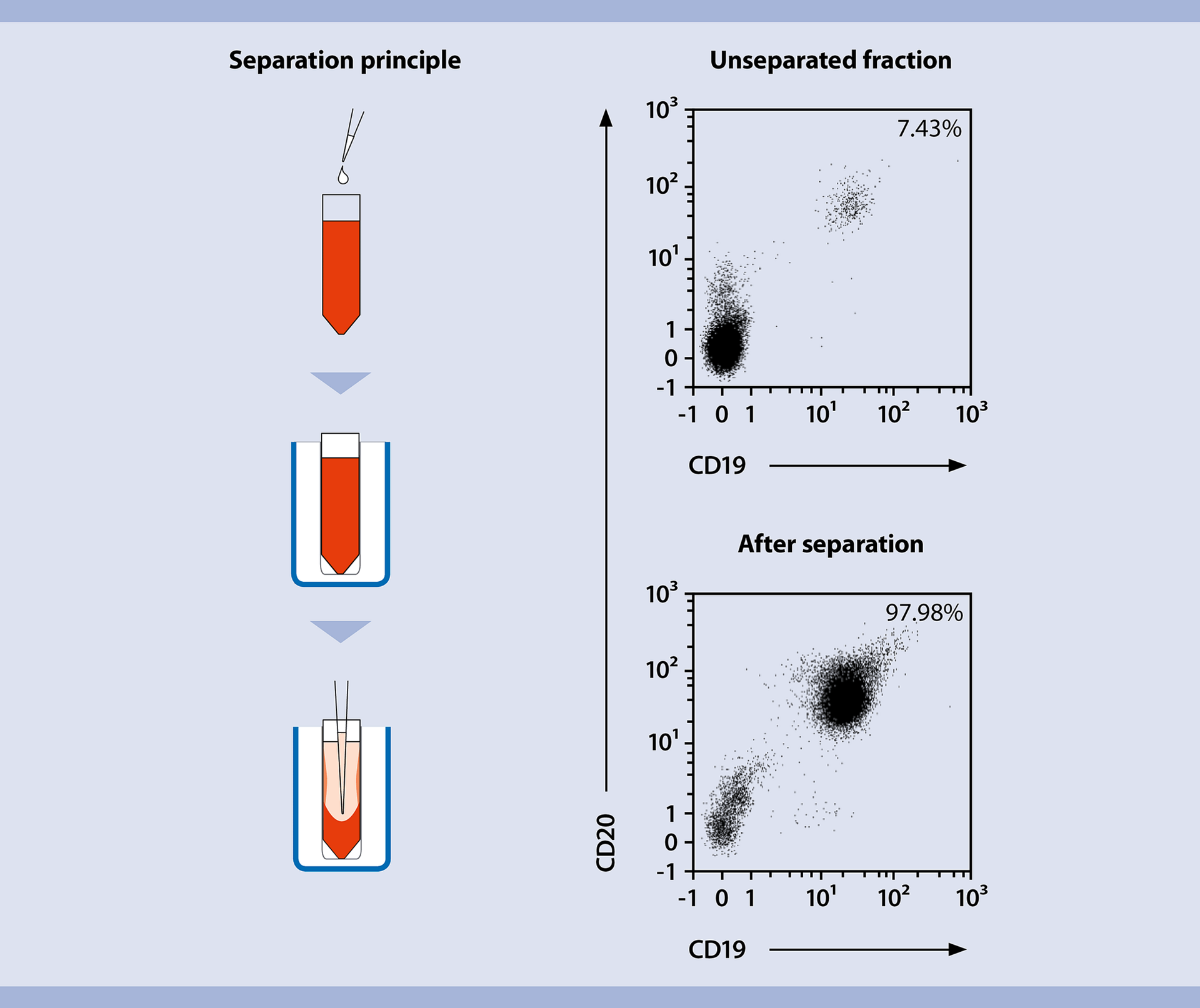 B cell separation | Isolation, expansion & analysis | Miltenyi | Miltenyi Biotec | 대한민국