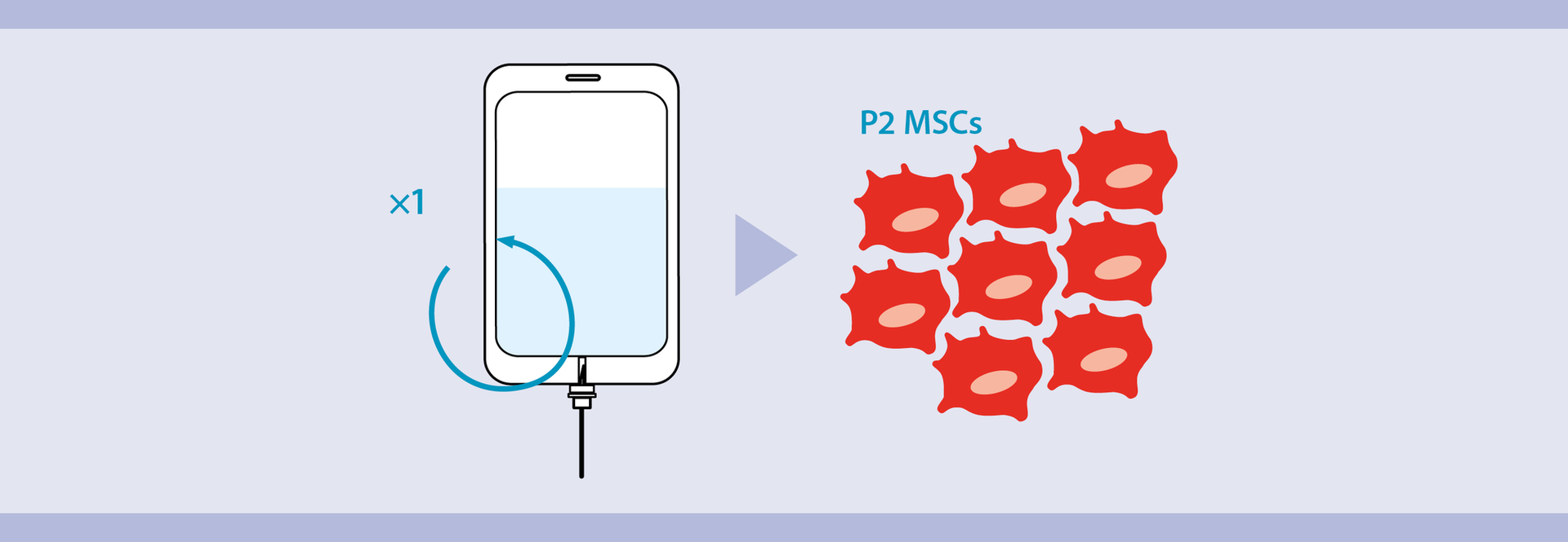 Mesenchymal stem cell expansion | Miltenyi Biotec | Nederland