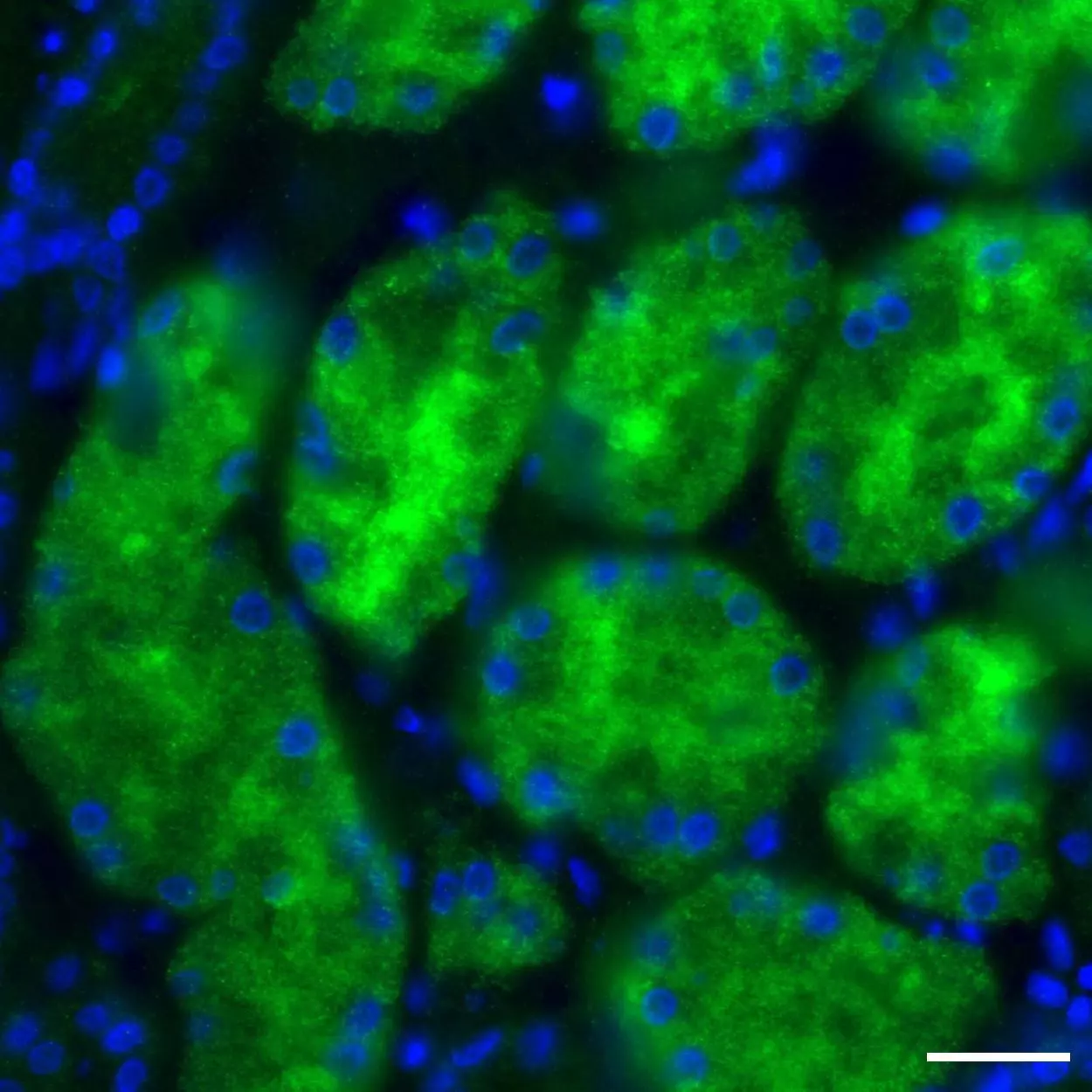CD90 Antibody, anti-human, REAdye_lease™ | Miltenyi Biotec | USA