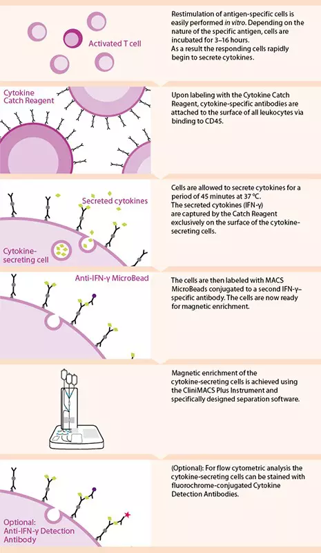 Large Scale IFN-γ Secretion Assay – Enrichment Kit, human | Miltenyi ...