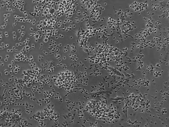 Satellite Cell Isolation Kit, mouse | Miltenyi Biotec | USA